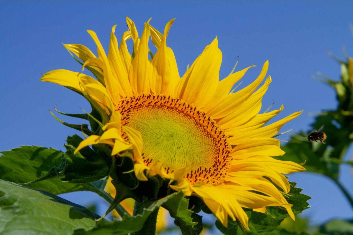 Fees – Mindful Practice